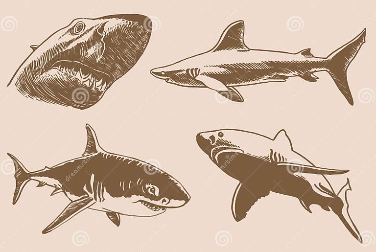 Graphical Vintage Set Of Sharks Great White Sharks Vector Illustration Stock Vector