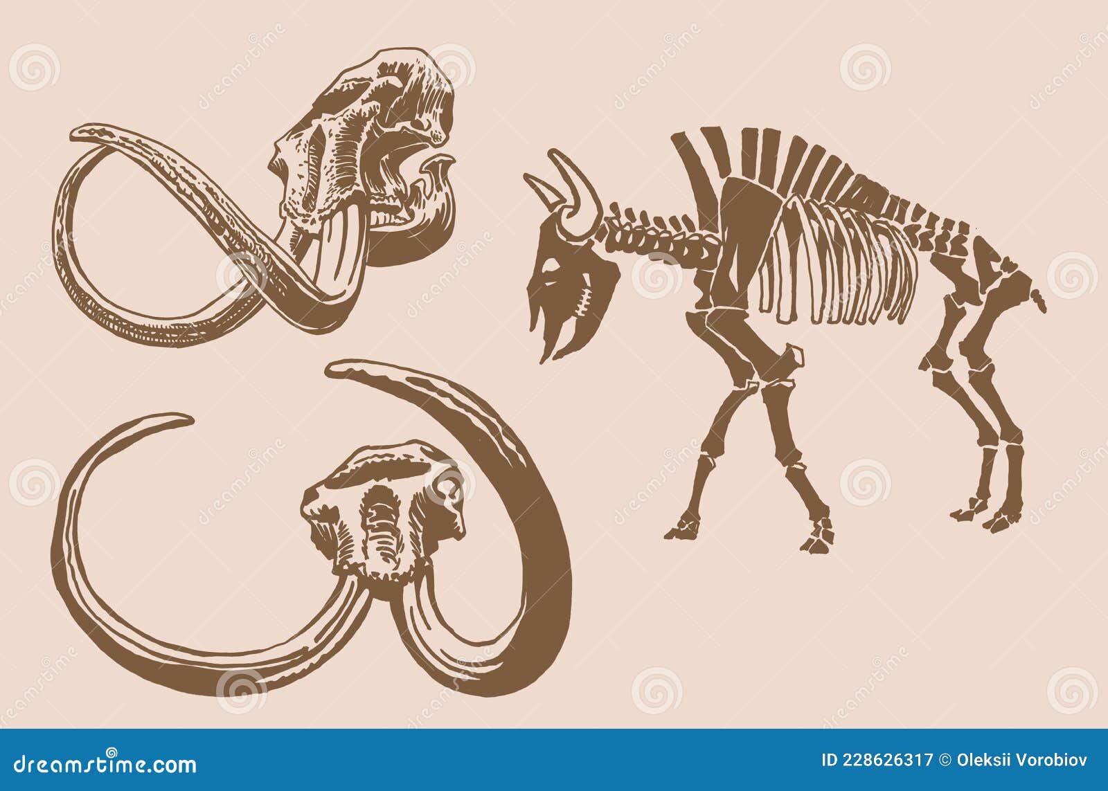 Graphical Vintage Set of Skeleton of Bison and Skulls of Mammoth ...