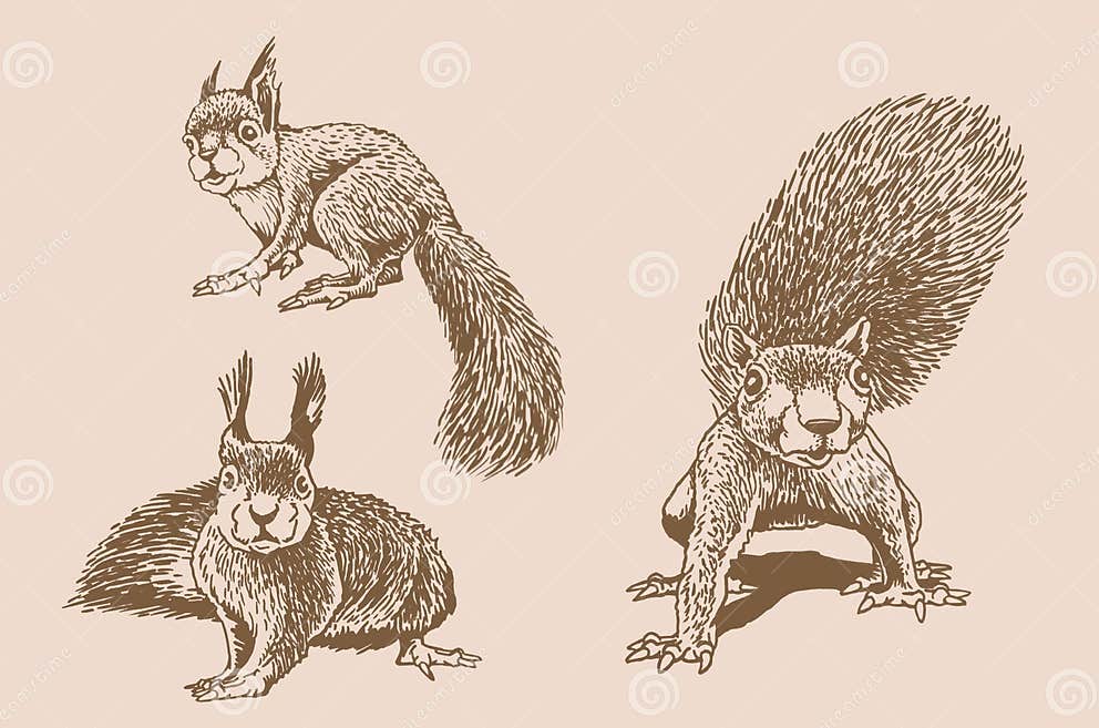 Graphical Vintage Set Of Squirrels Rodents Sepia Illustration Stock