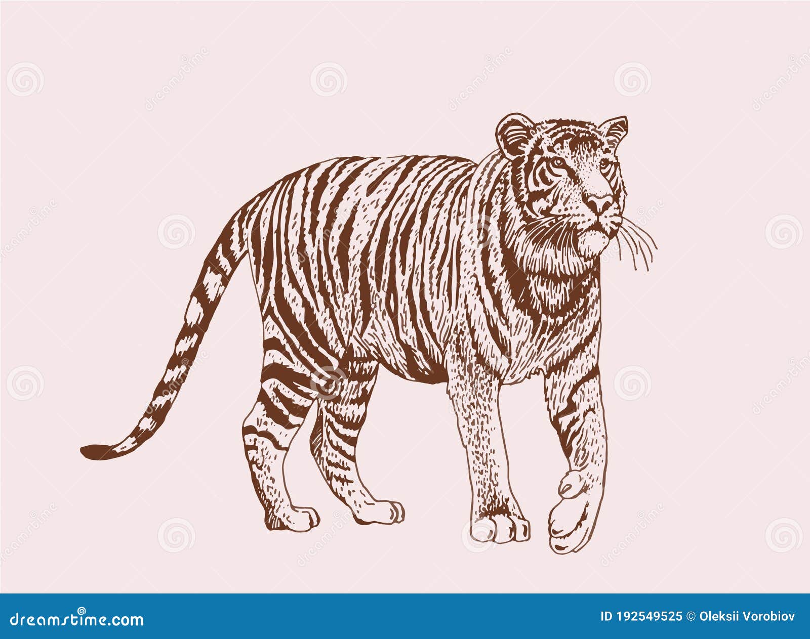 Vintage Tiger Drawing