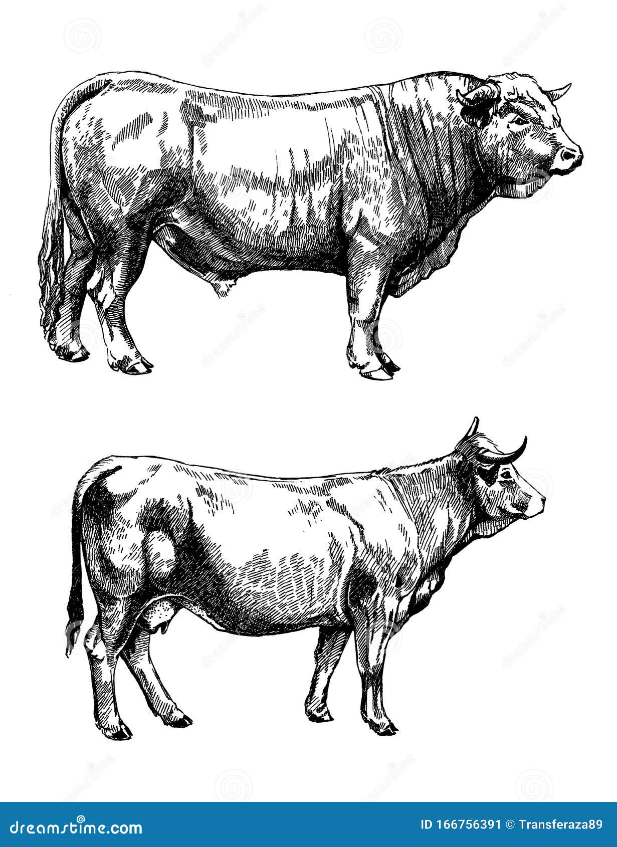 Graphics Illustration Farm Animals Set Farm Cows Stock Illustration ...