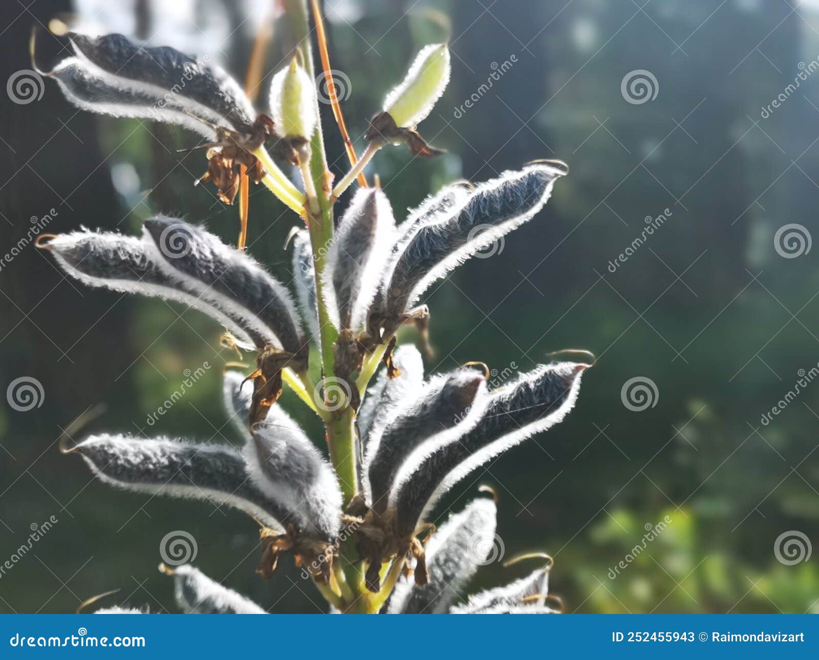 Graphics of Plants in Sunlight Stock Image - Image of landscape, purle ...