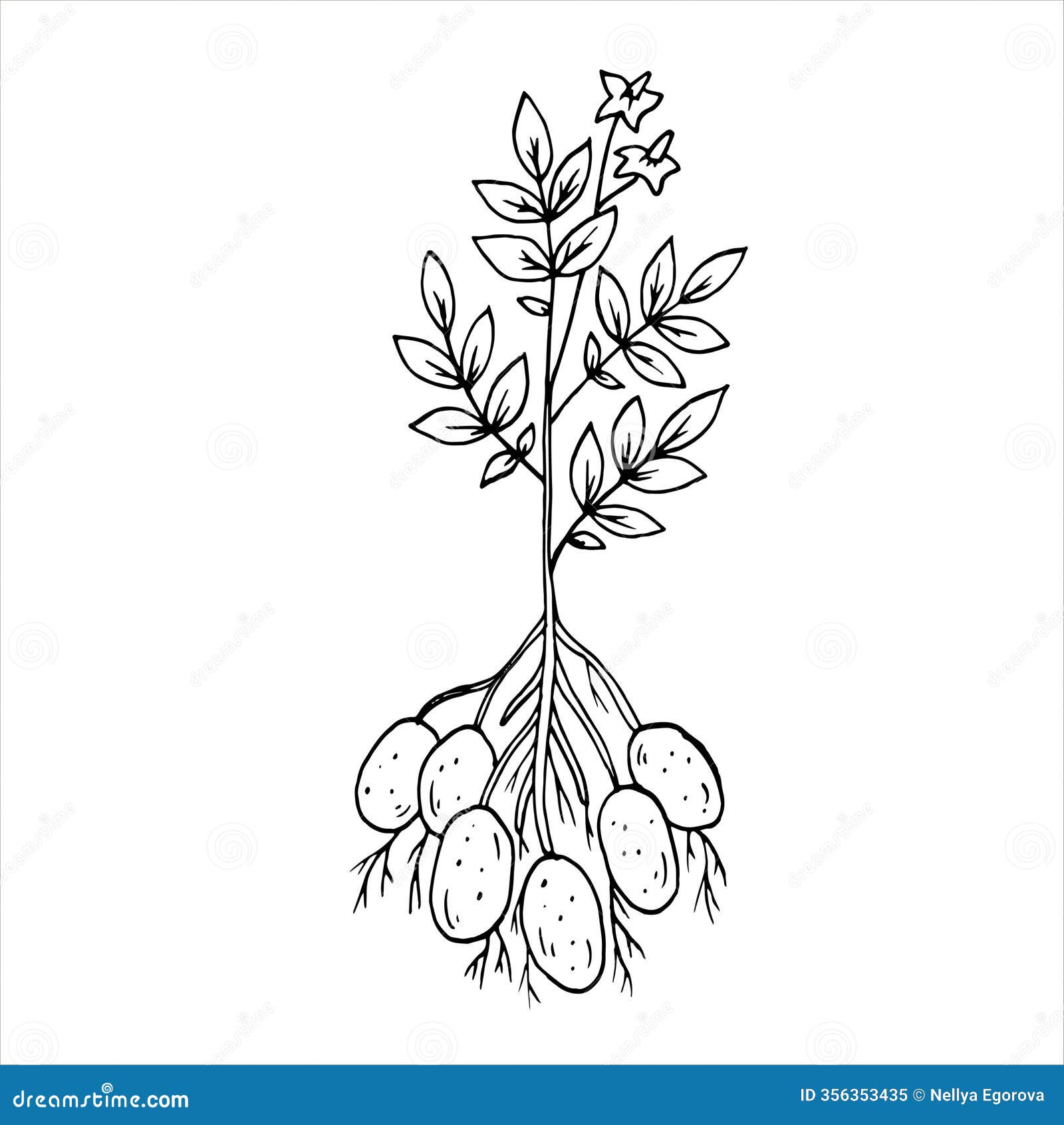 Graphics Vector Black Outline Potato Bush Stock Vector - Illustration ...