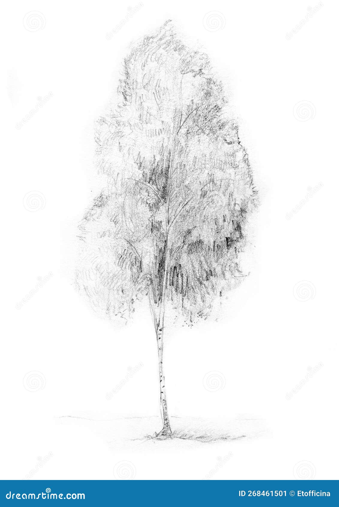 Graphite Pencil Drawing of a Birch Tree Stock Image - Image of summer ...