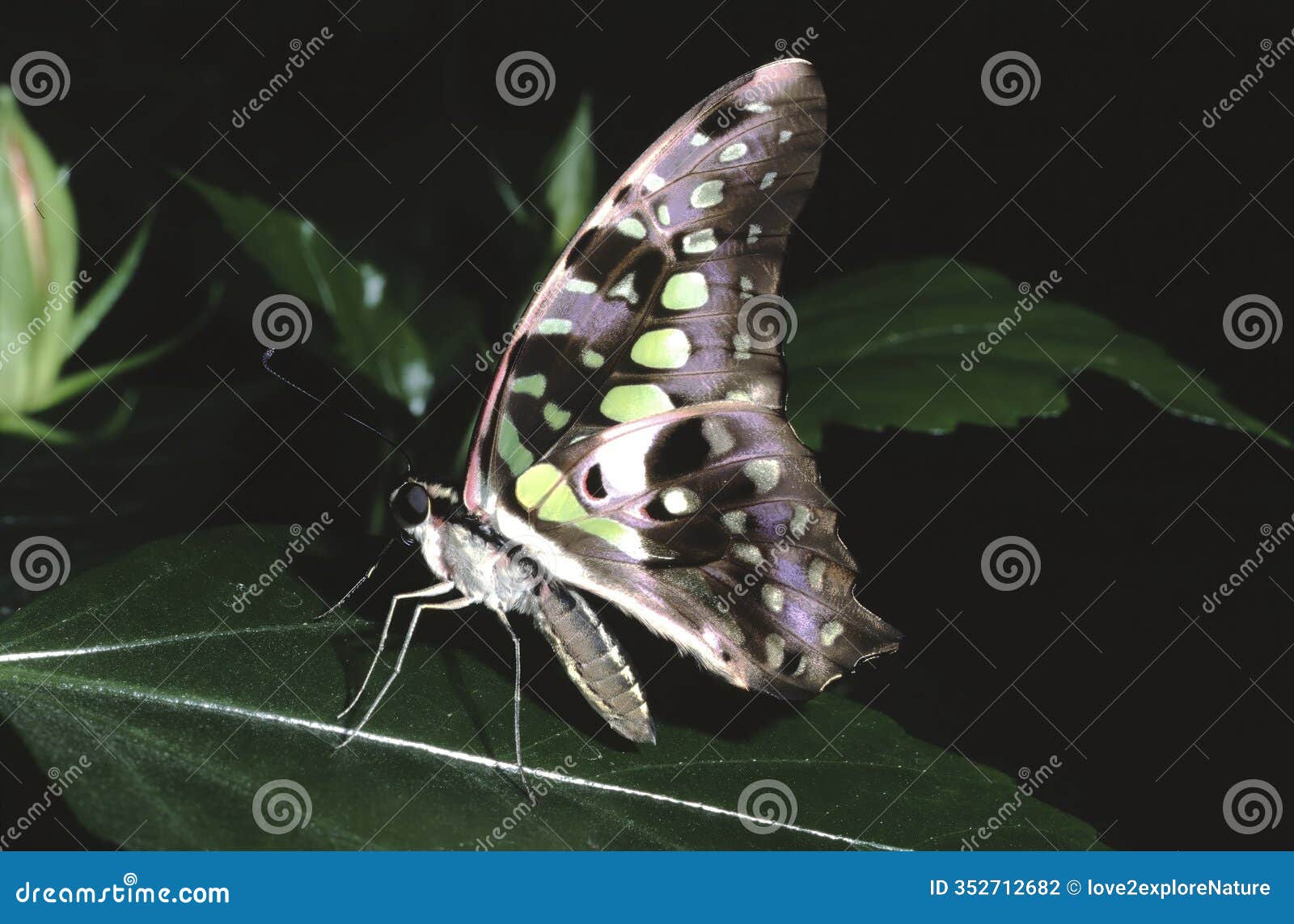 Graphium Agamemnon or Tailed Jay Stock Photo - Image of nature, macro ...