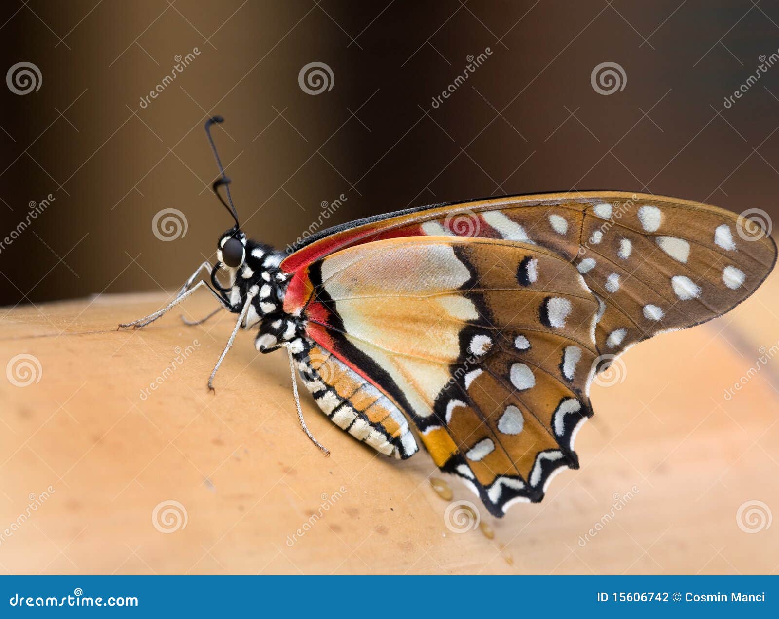 Graphium angolanus stock photo. Image of tongue, body - 15606742