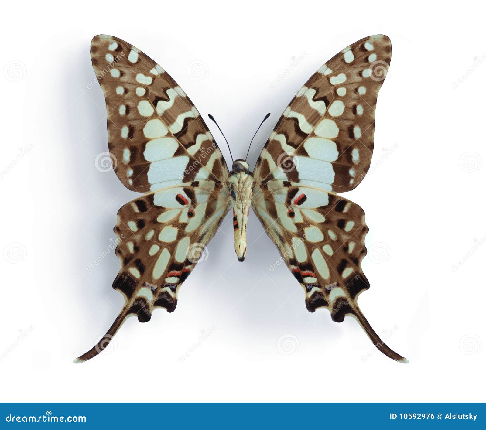 Large Striped Swordtail (graphium Antheus) Isolated On White Background ...