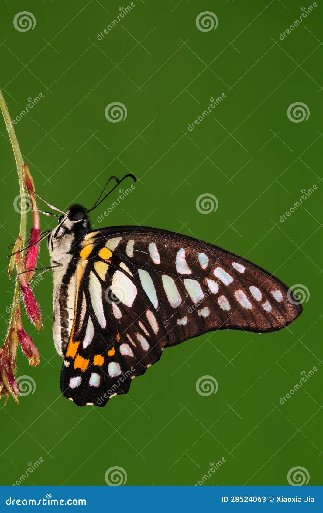 Graphium Chironides /male/butterfly Stock Image - Image of insect, male ...