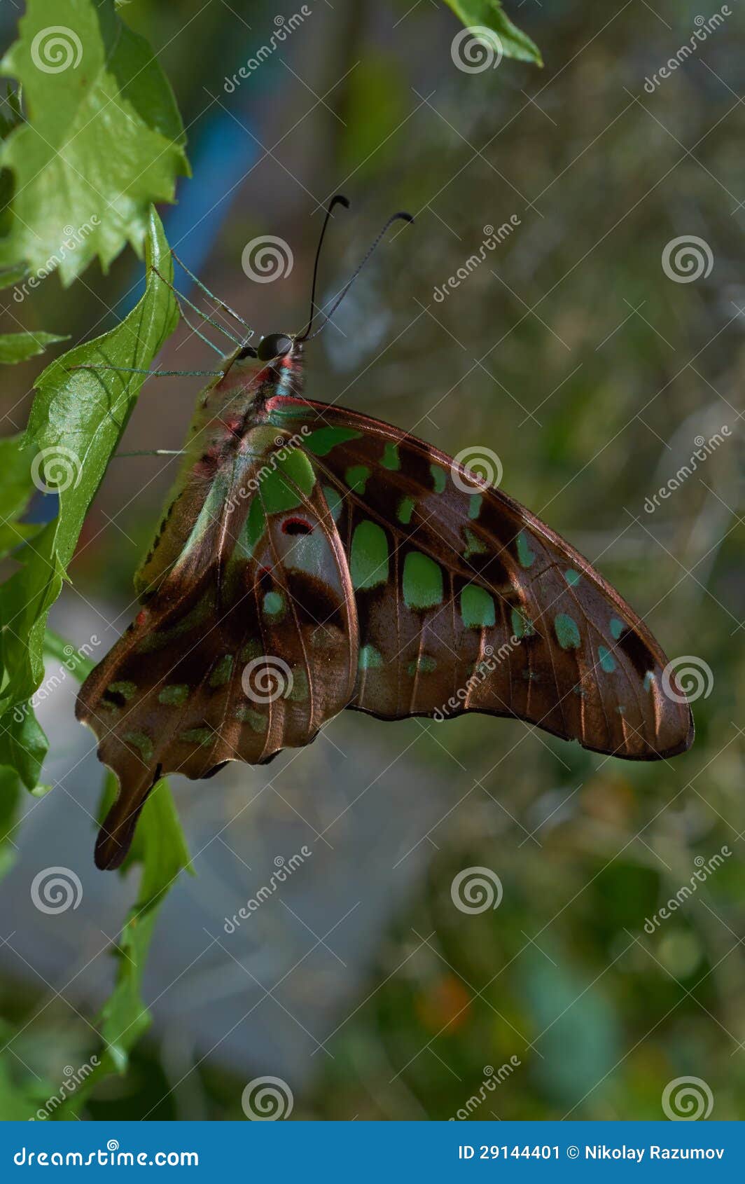 Graphium (Pathysa) Antiphates Stock Image - Image of environment ...