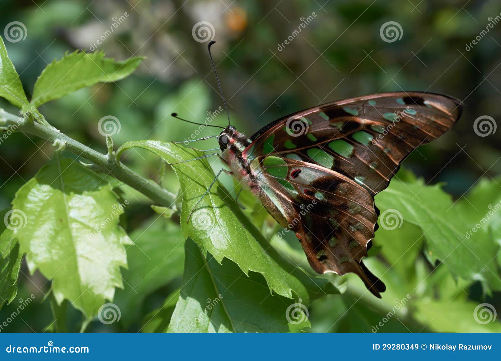 Graphium (Pathysa) Antiphates Fotografering för Bildbyråer - Bild av ...