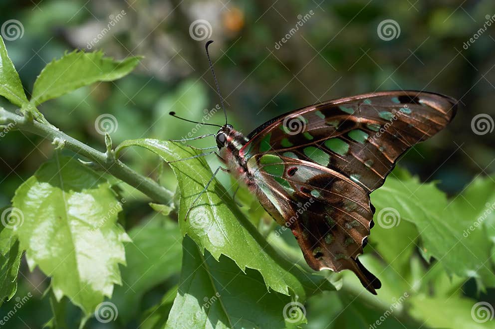 Graphium (Pathysa) Antiphates Stock Image - Image of invertebrate ...