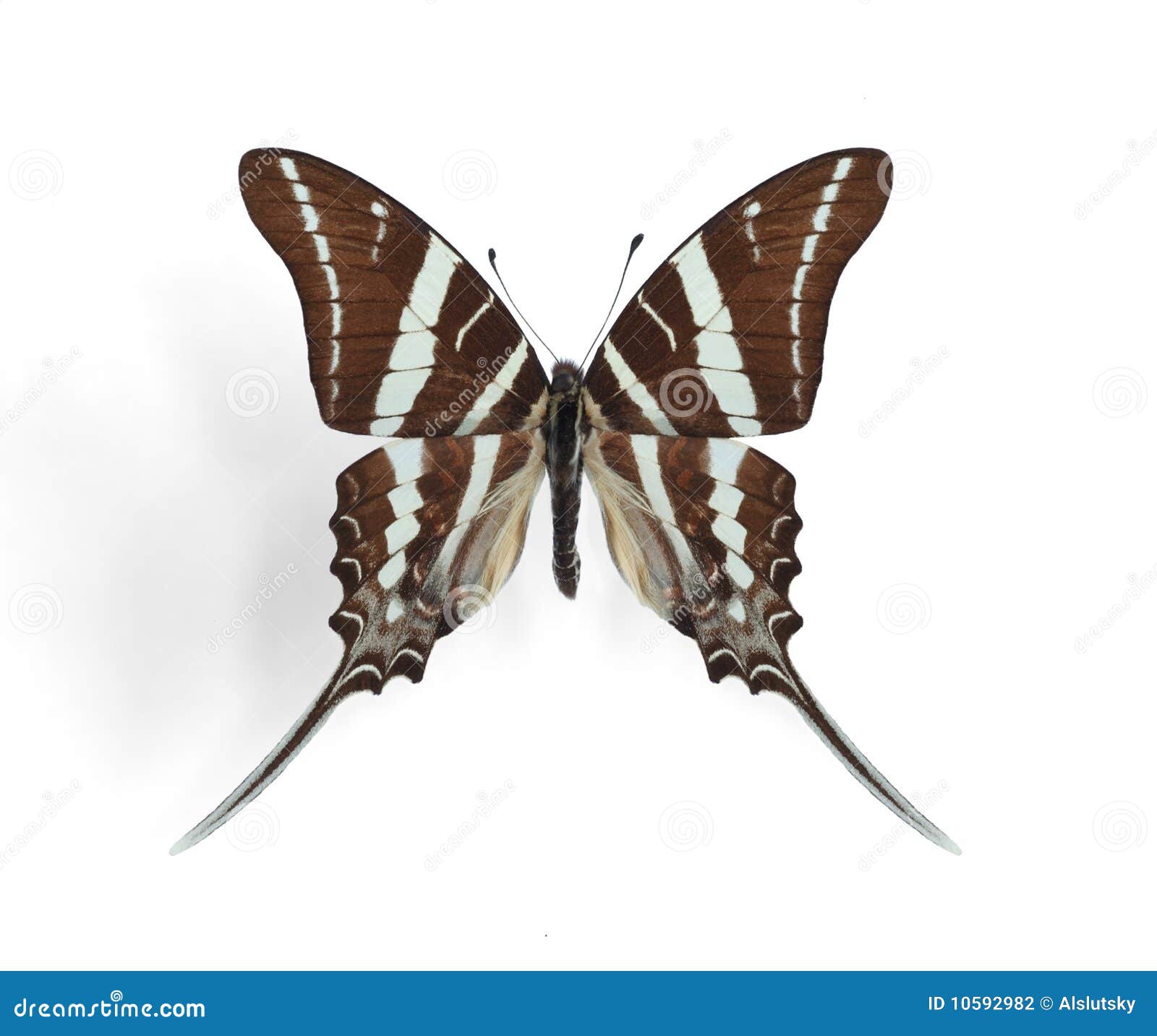Graphium Rhesusfaktor (Rhesusfaktor Swallowtail) Stockfoto - Bild von ...