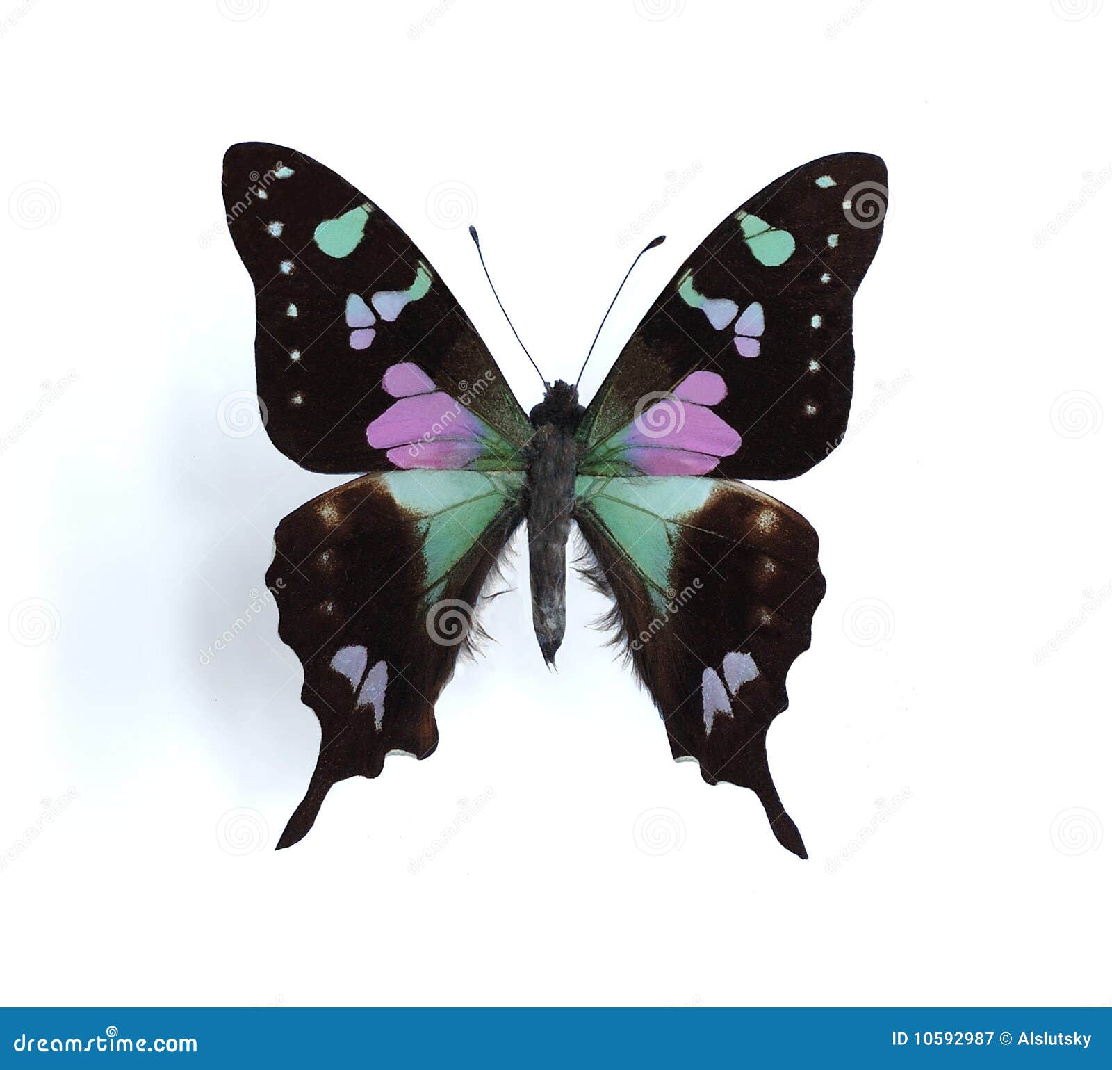 Graphium Weiskei (Purple Spotted Swallowtail) Royalty-Free Stock ...