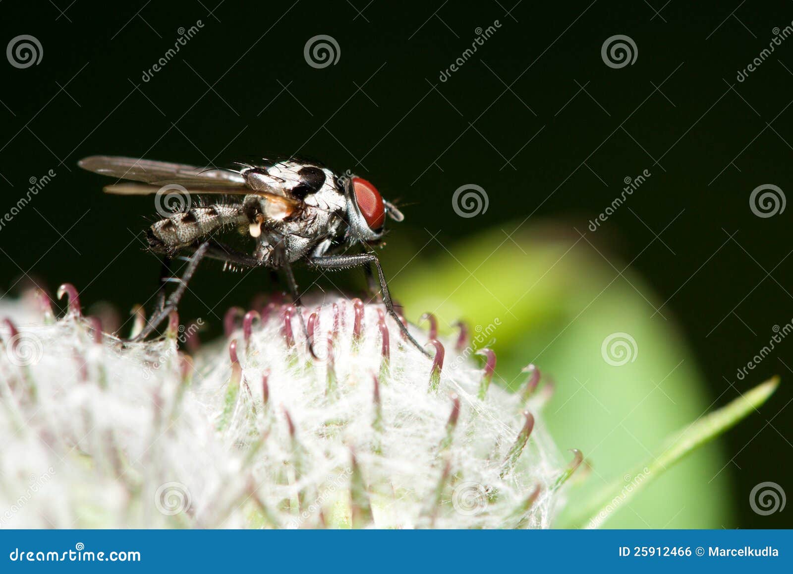 Graphomya maculata stock photo. Image of close, graphomya - 25912466