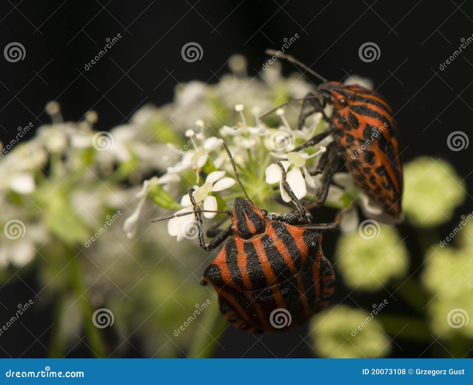 Graphosoma lineatum stock photo. Image of insect, close - 20073108