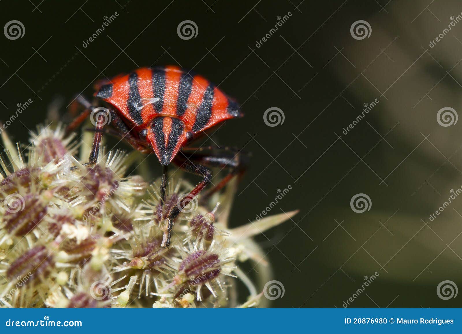 Graphosoma lineatum stock photo. Image of wildlife, close - 20876980