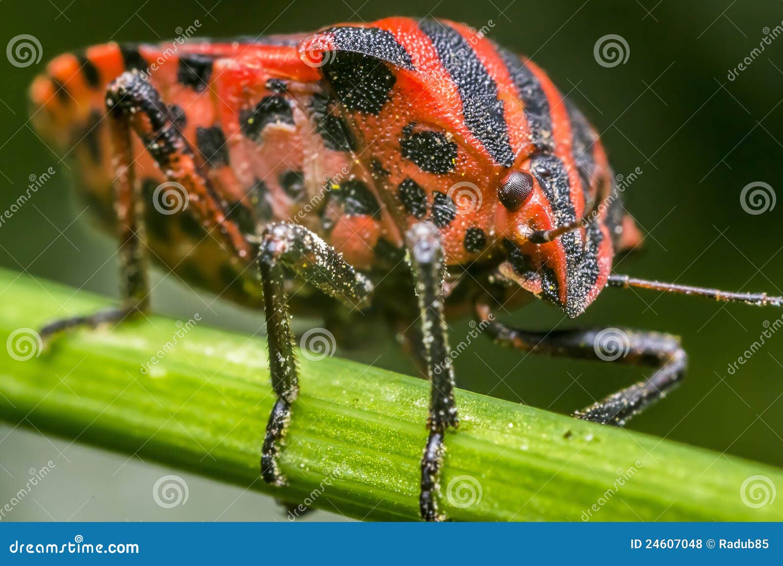 Graphosoma Lineatum stock photo. Image of blur, family - 24607048
