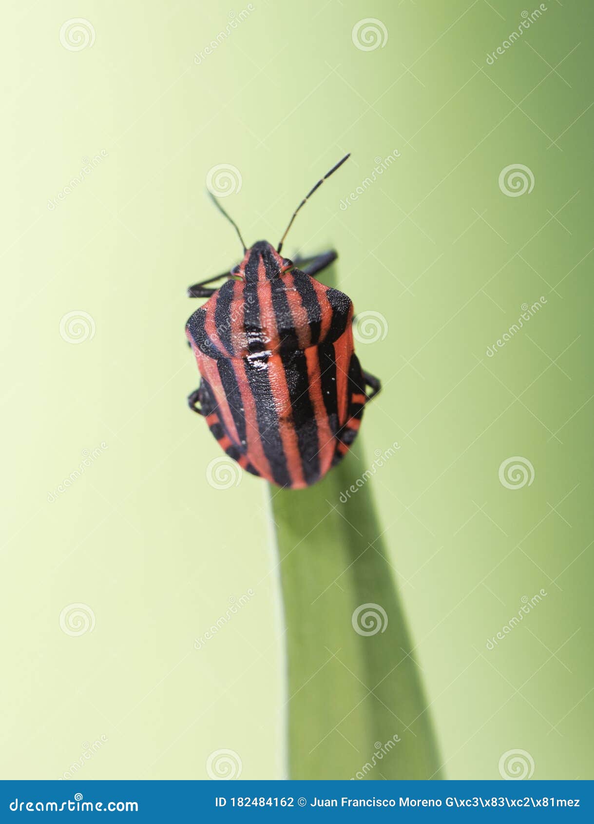 Graphosoma Lineatum Beautiful Red Stink Bug with Black Lines, Very ...