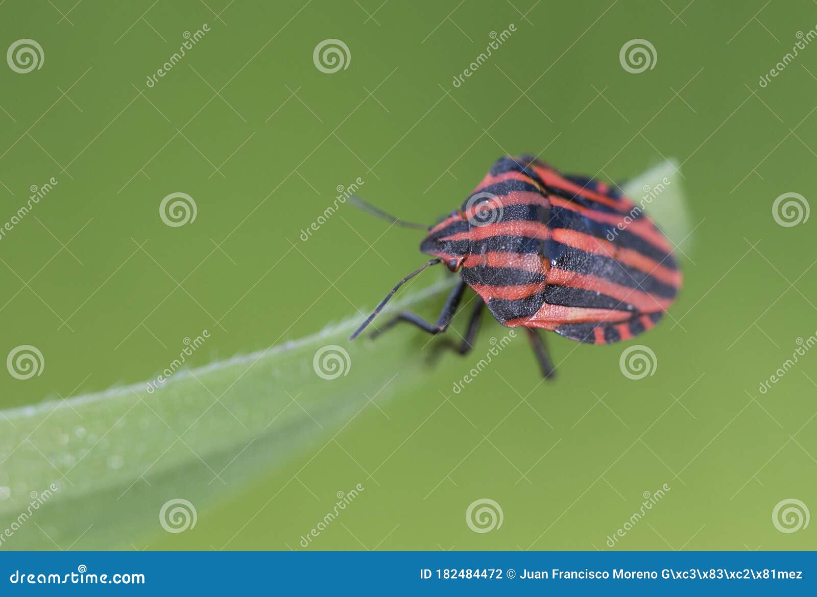 Graphosoma Lineatum Beautiful Red Stink Bug with Black Lines, Very ...