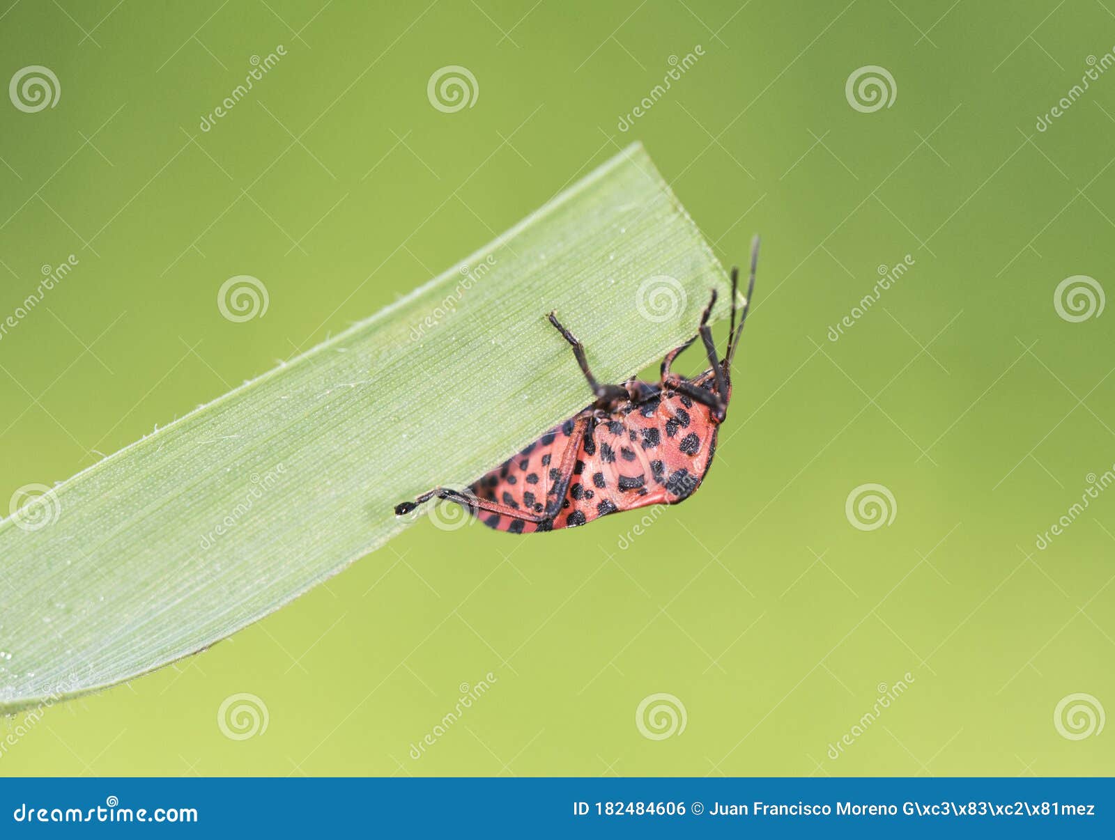 Graphosoma Lineatum Beautiful Red Stink Bug with Black Lines, Very ...