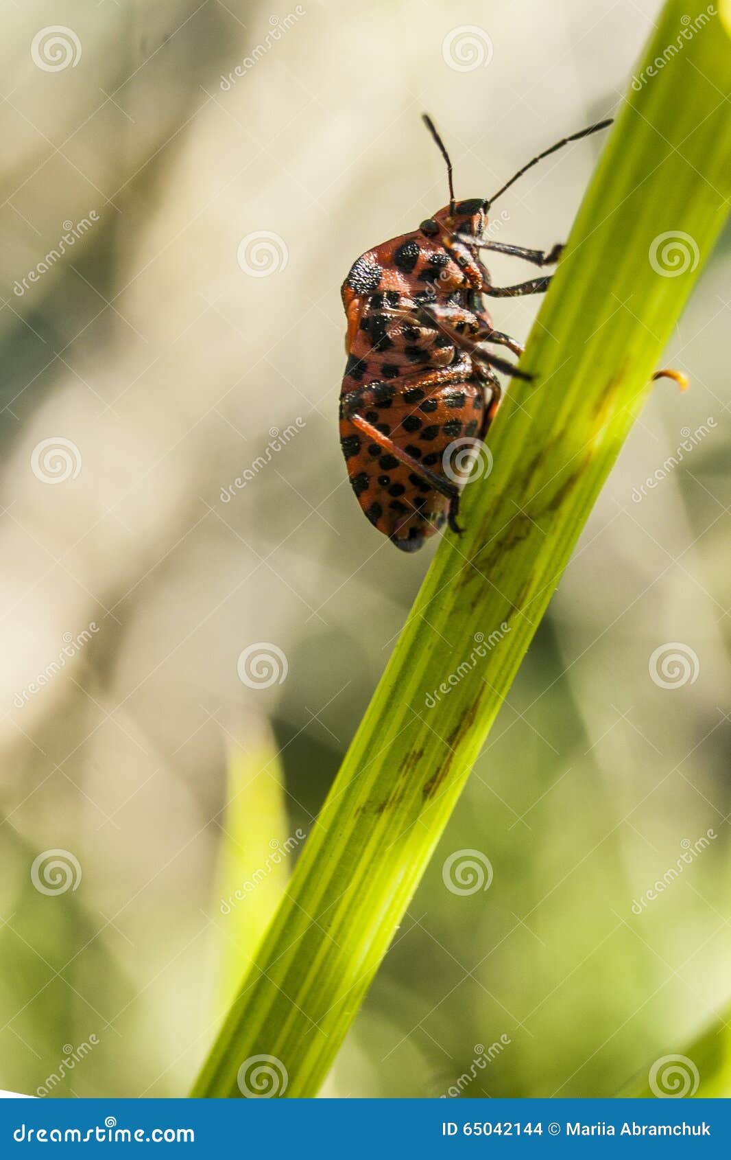 Graphosoma Lineatum on Blade of Grass Stock Photo - Image of beetle ...