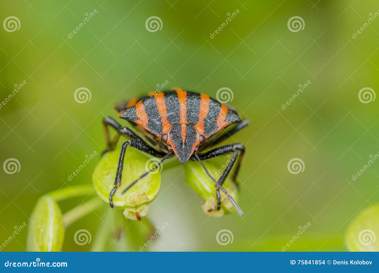 Graphosoma lineatum stock photo. Image of bright, sitting - 75841854