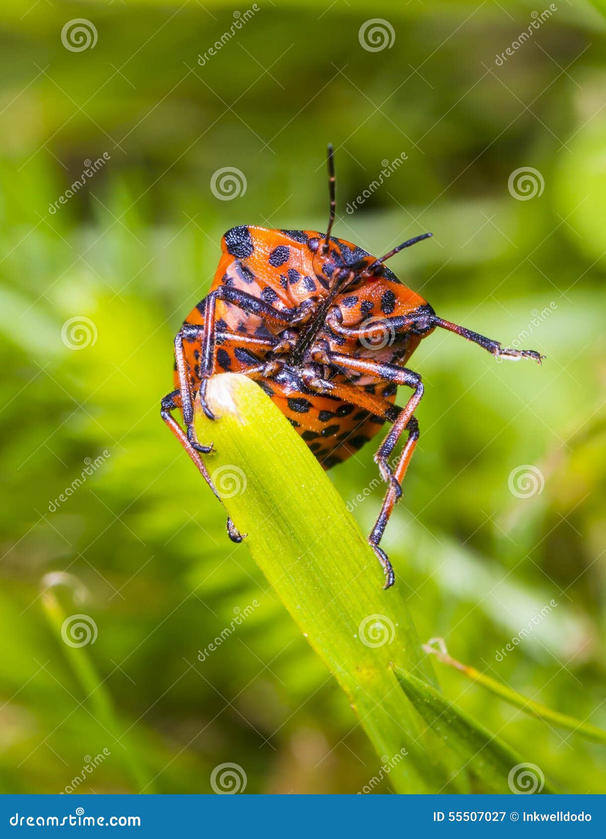 Graphosoma lineatum stock image. Image of striped, biology - 55507027