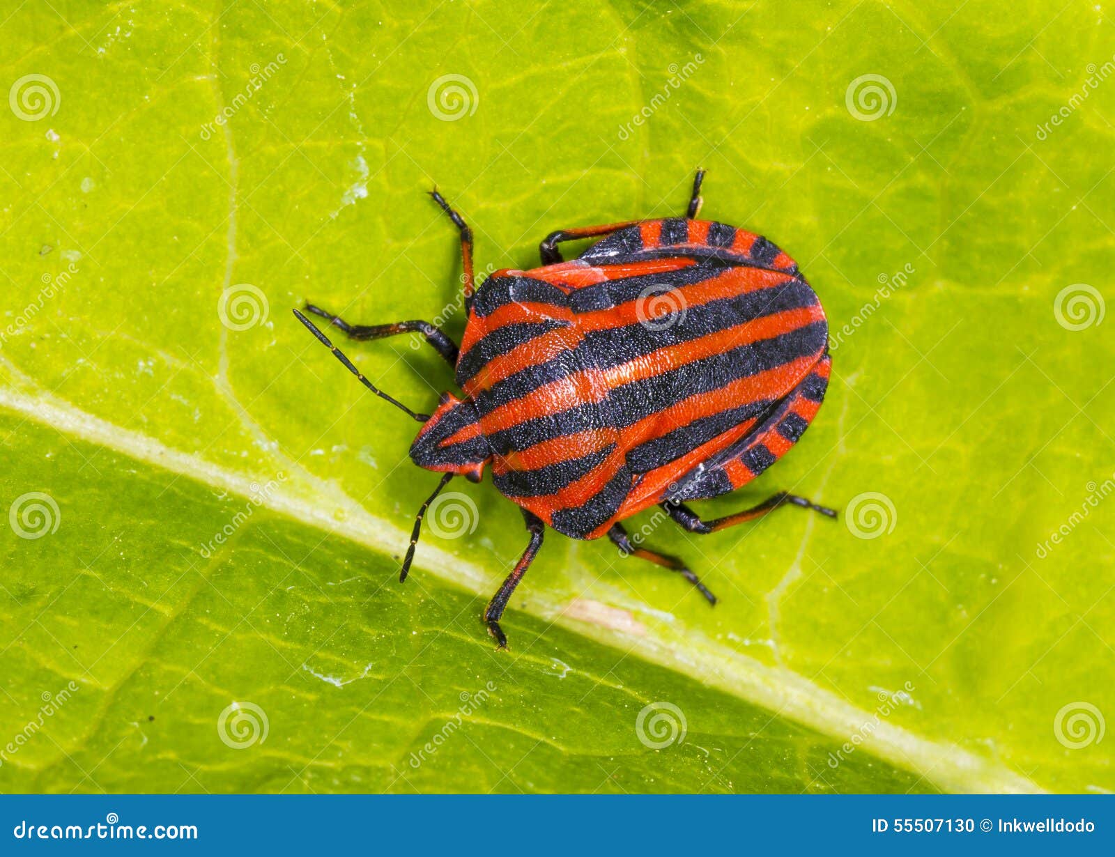 Graphosoma lineatum stock photo. Image of small, close - 55507130