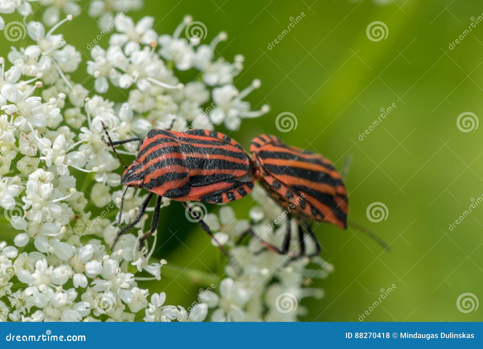 Graphosoma Lineatum Mating. Shield Bug, Macro. Shallow DOF. Stock Photo ...
