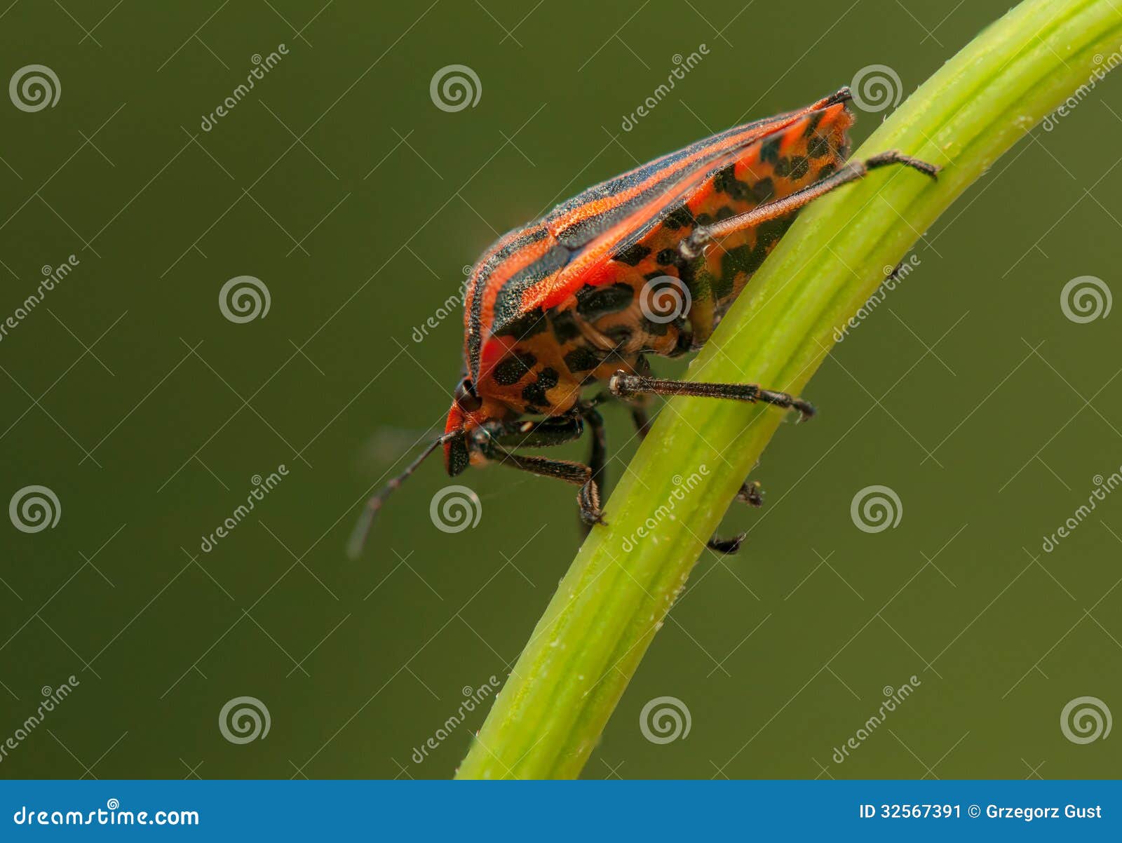 Graphosoma lineatum stock image. Image of closeup, green - 32567391