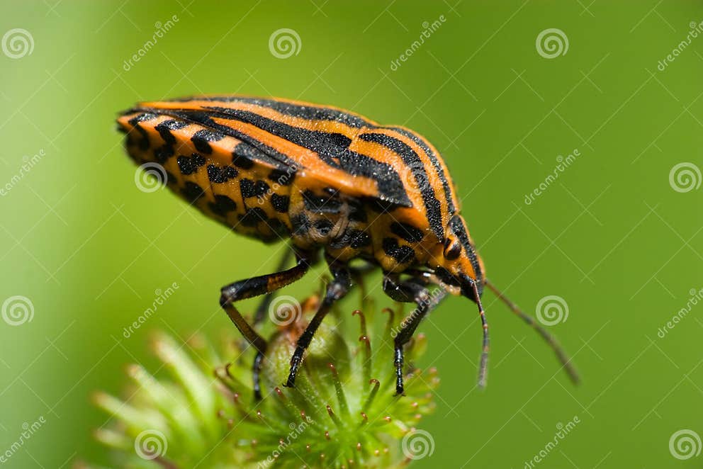 Graphosoma Lineatum, Red & Black Striped Stink Bug Stock Photo - Image ...