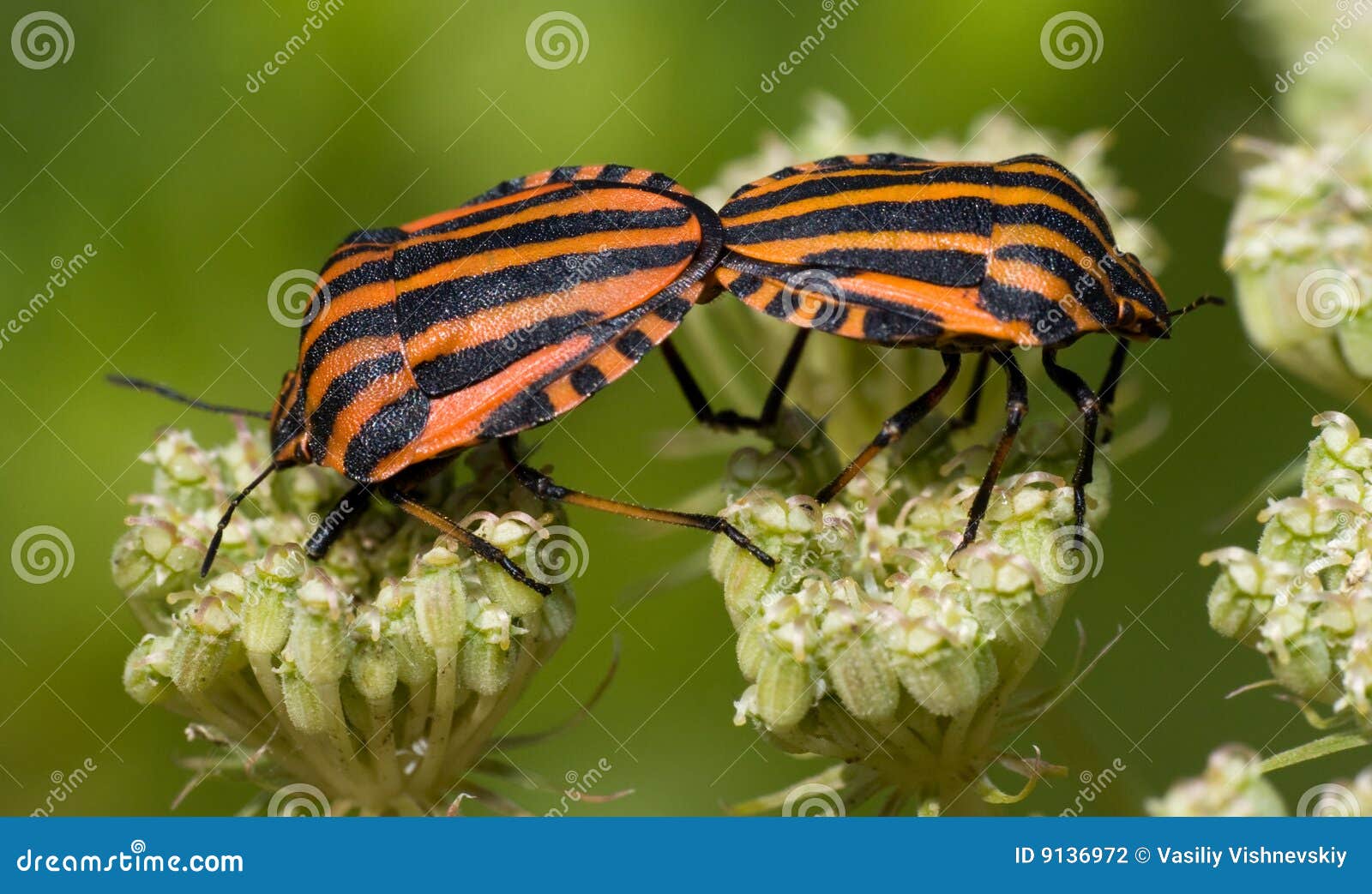 Graphosoma Lineatum, Red & Black Striped Stink Bug Stock Photo - Image ...