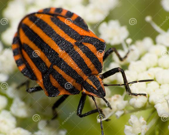 Graphosoma Lineatum, Red & Black Striped Stink Bug Stock Photo - Image ...