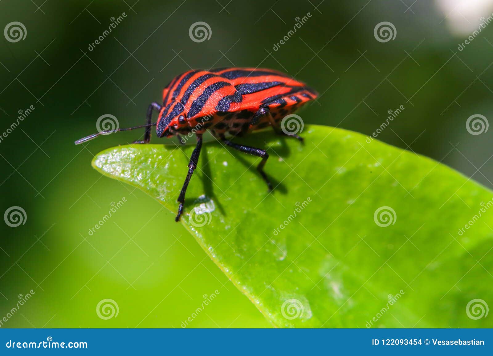 Graphosoma Lineatum, Red & Black Striped Stink Bug Stock Photo - Image ...