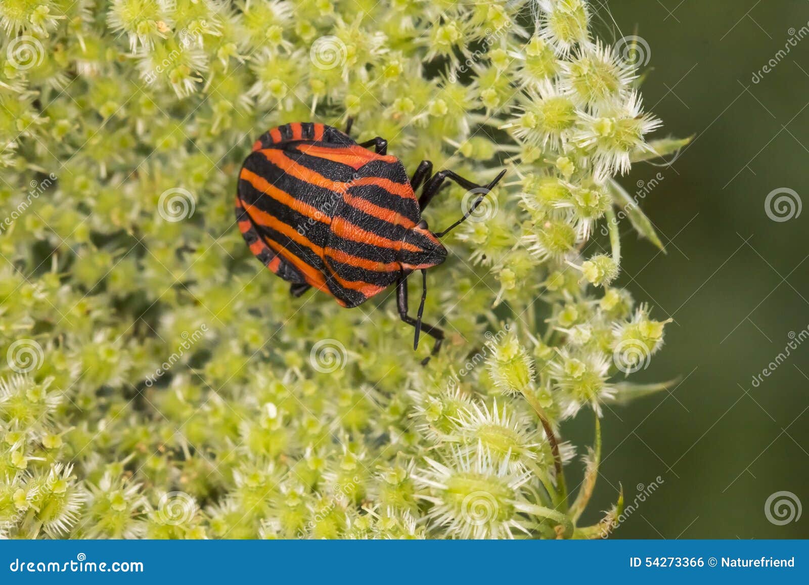 Graphosoma Lineatum, Shield Bug from Lower Saxony, Germany Stock Photo ...