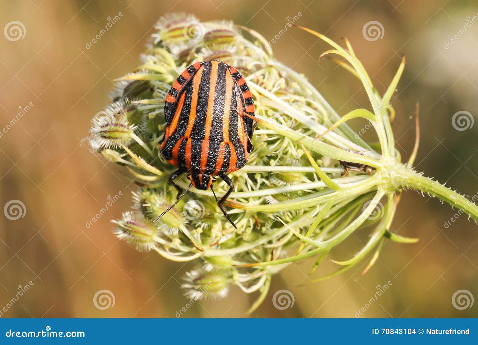 Graphosoma Lineatum, Shield Bug from Lower Saxony, Germany Stock Photo ...