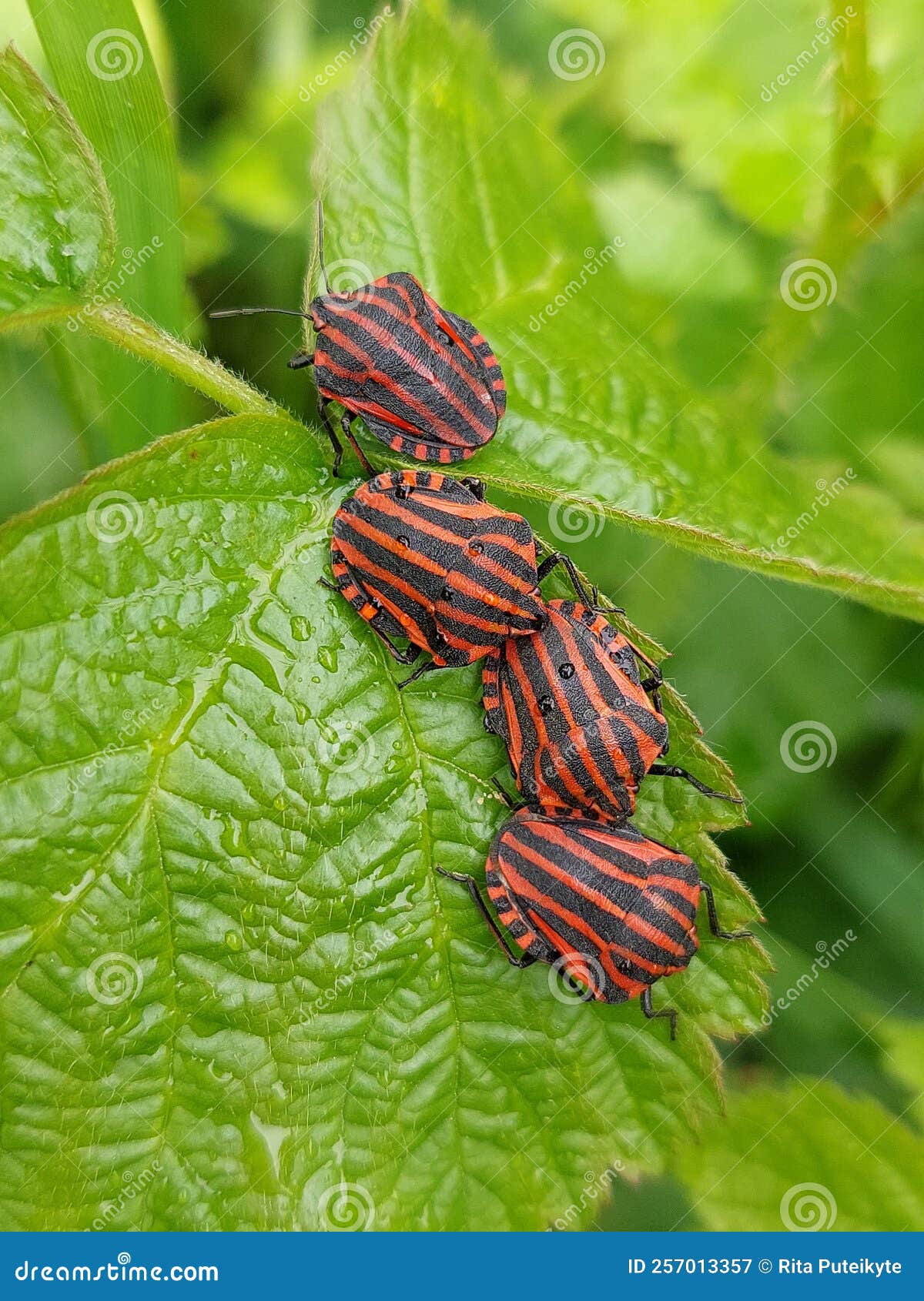 Graphosoma lineatum stock image. Image of pentatomid - 257013357