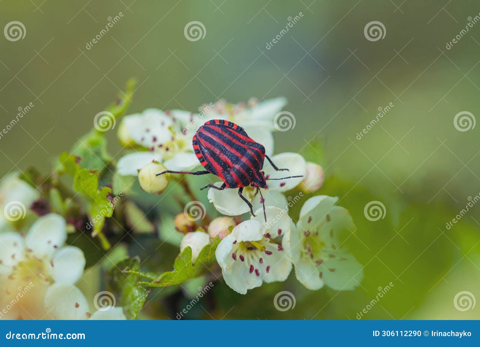 Graphosoma Lineatum is a Species of Shield Bug in the Family ...