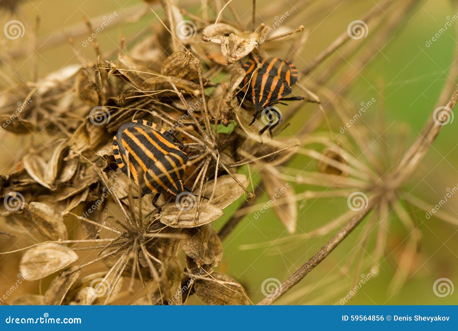 Graphosoma Lineatum Striped Bugs in Dry Forest. Stock Photo - Image of ...