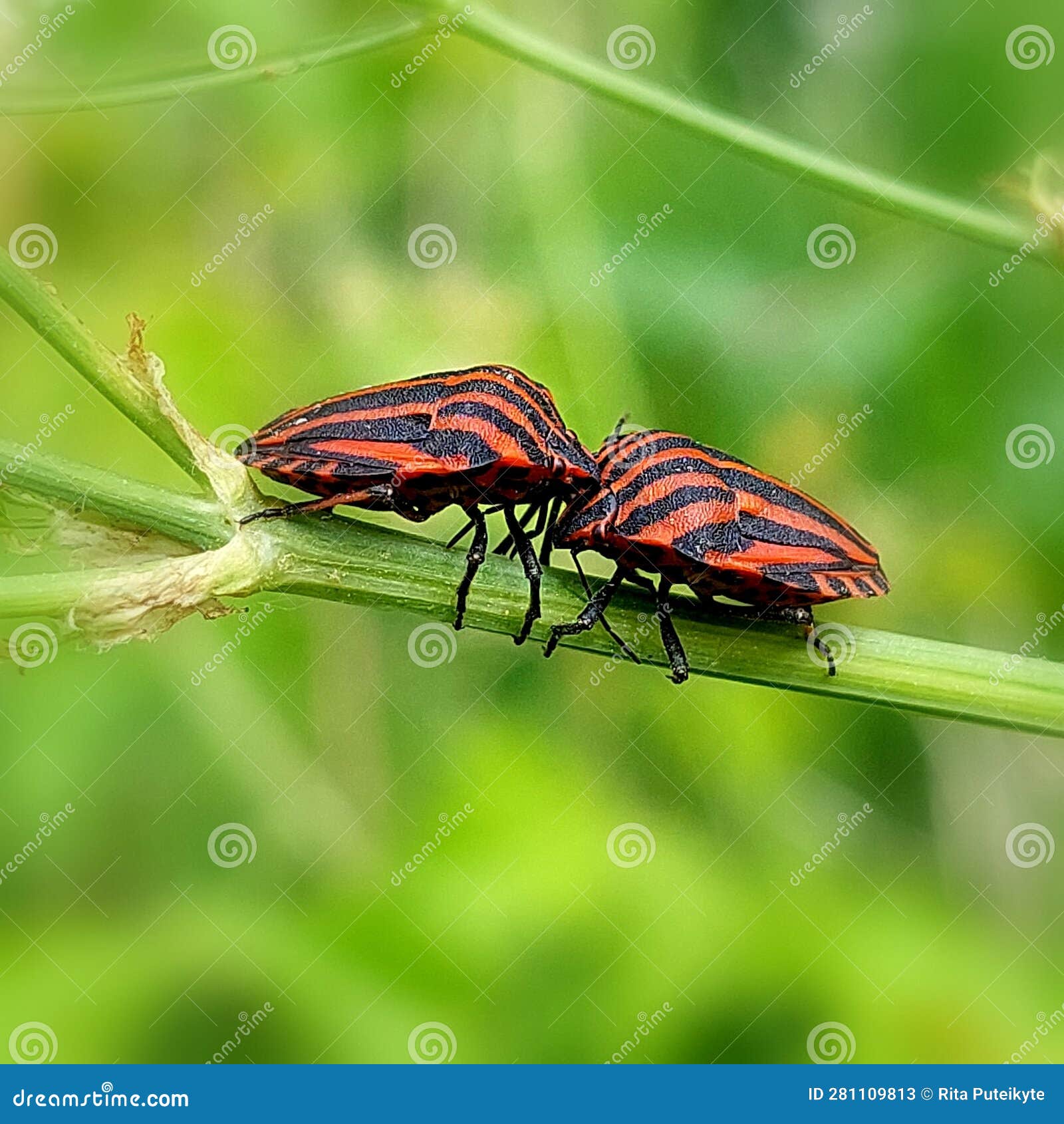 Graphosoma lineatum stock image. Image of pentatomidae - 281109813