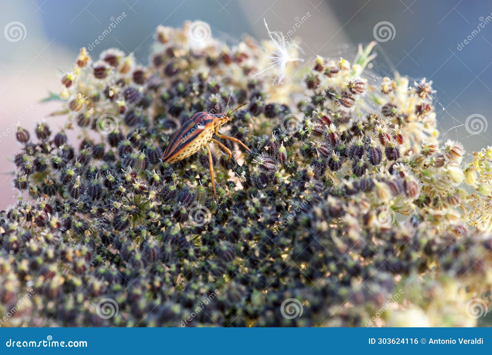 A Species of True Bug Living in the Mediterranean Region. Stock Photo ...