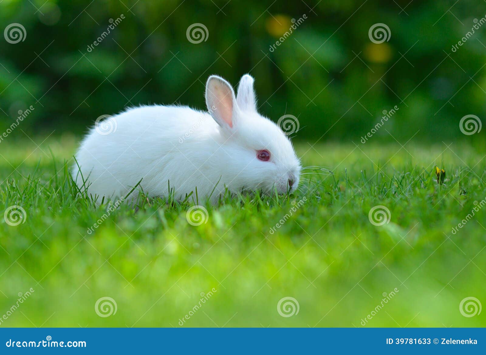 Grappig Baby Wit Konijn in Gras Stock Afbeelding - Image of vlooien ...