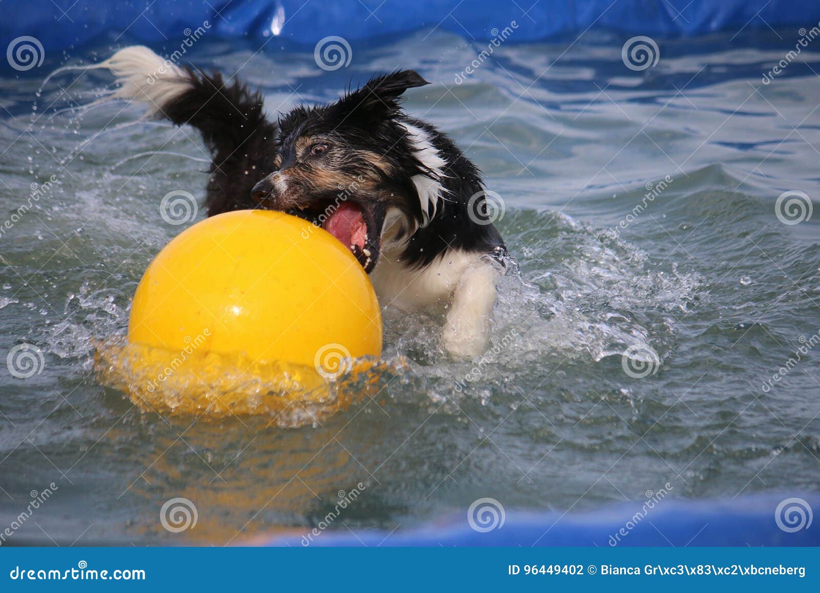 Grappig Border Collie Met Een Bal in De Pool Stock Foto - Image of ...