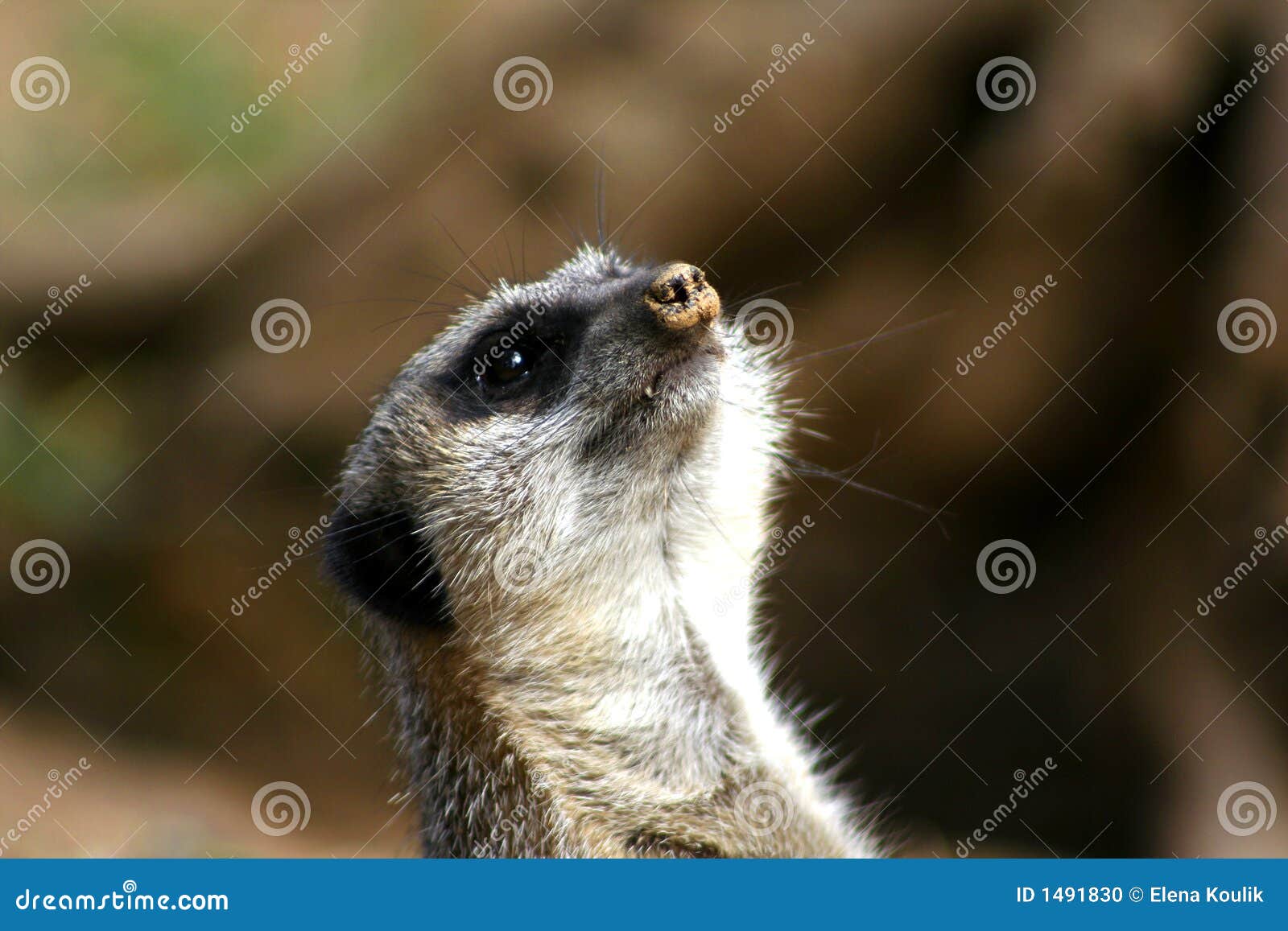 Grappig dier stock foto. Image of kijk, denken, kijken - 1491830