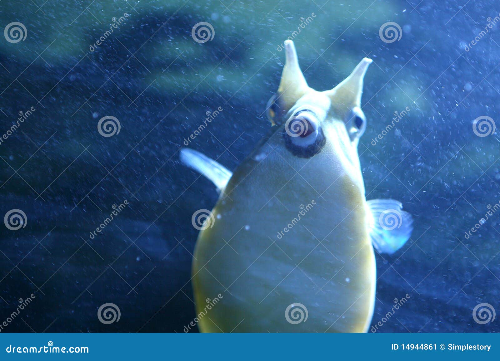 Grappig dier stock afbeelding. Image of pret, gevaar - 14944861