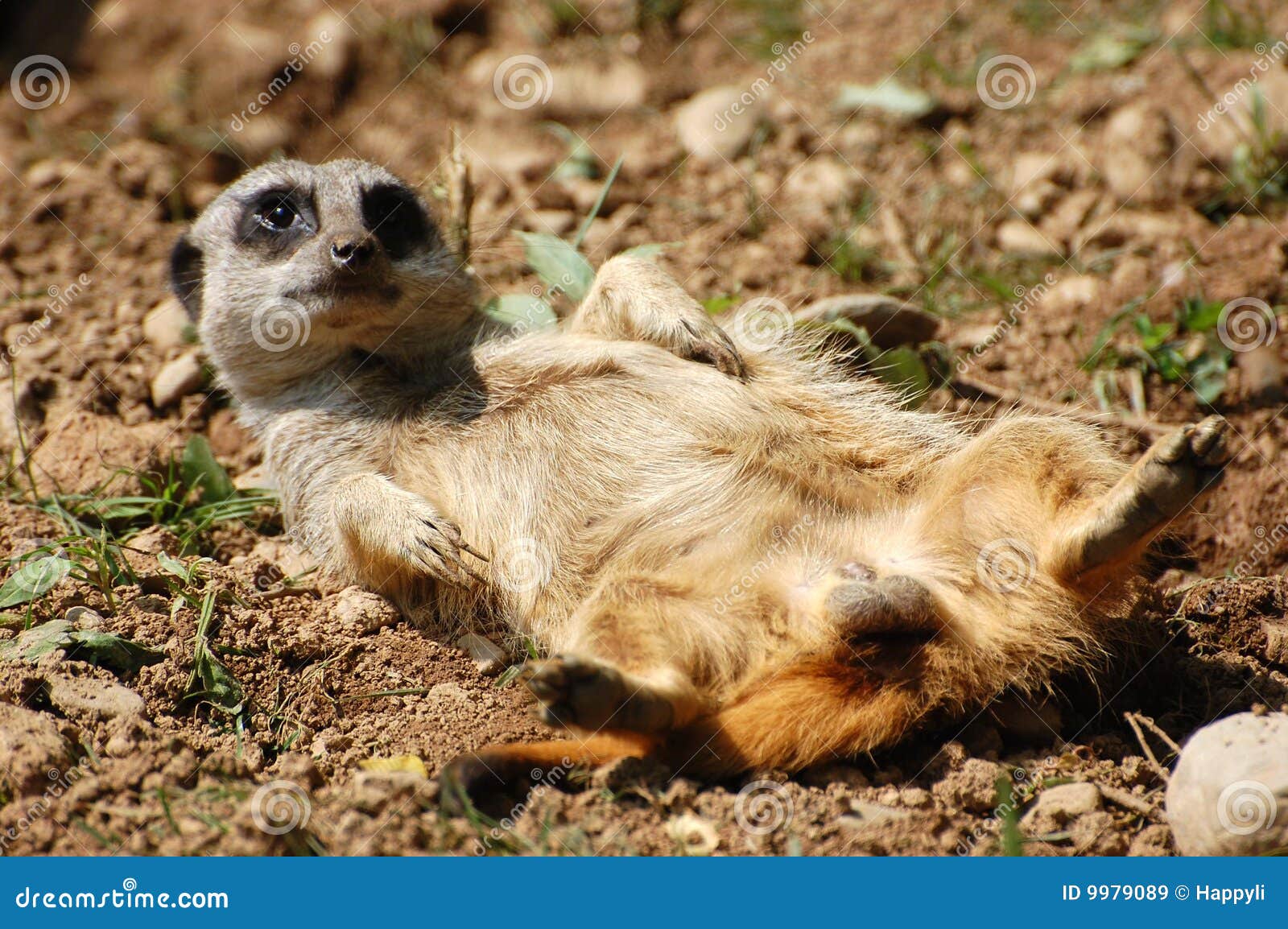 Grappig dier stock afbeelding. Image of grappig, nave - 9979089