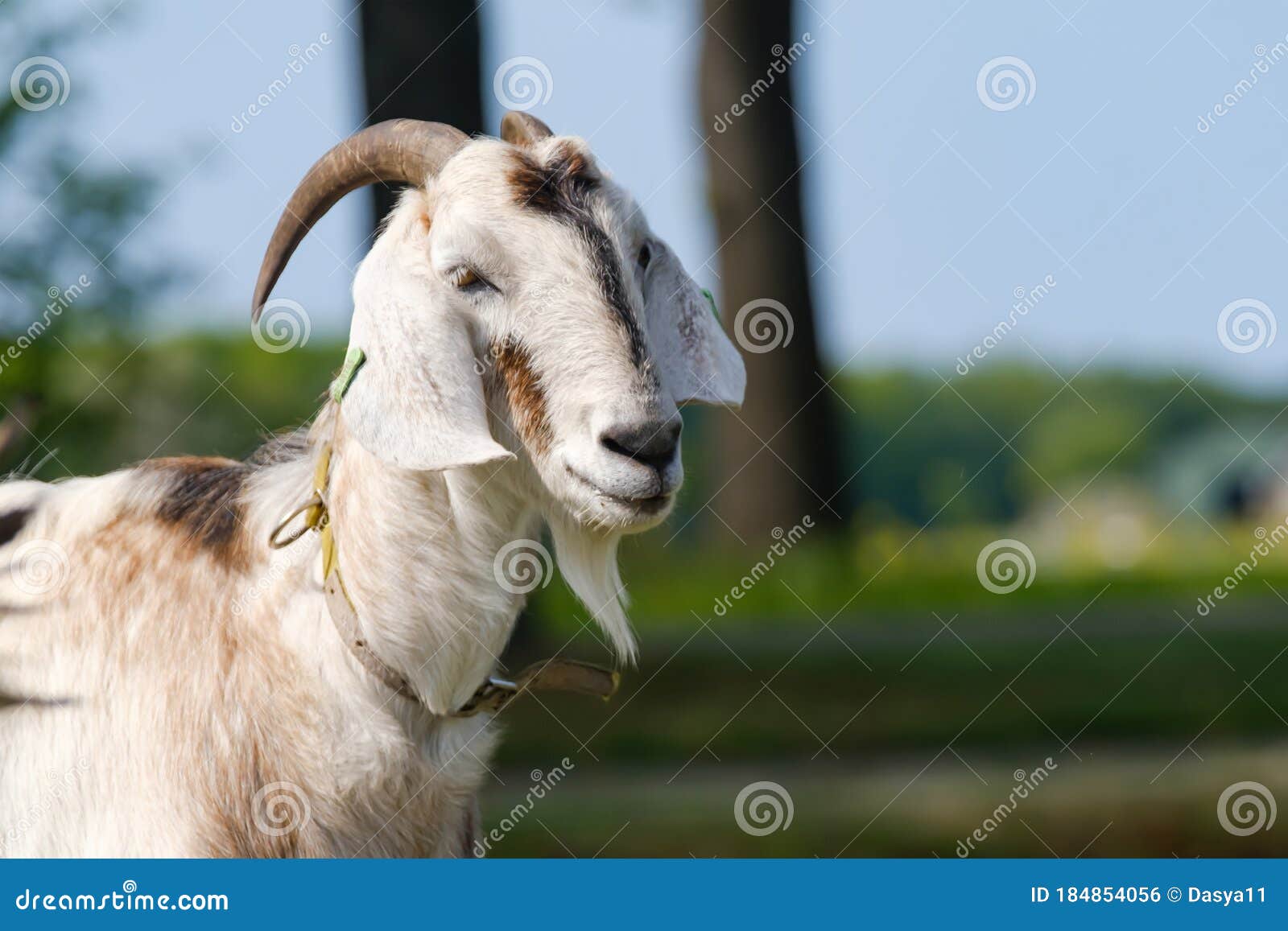 Grappig Gezicht Van De Kleine Geit Van Bruine Geit Stock Foto - Image ...