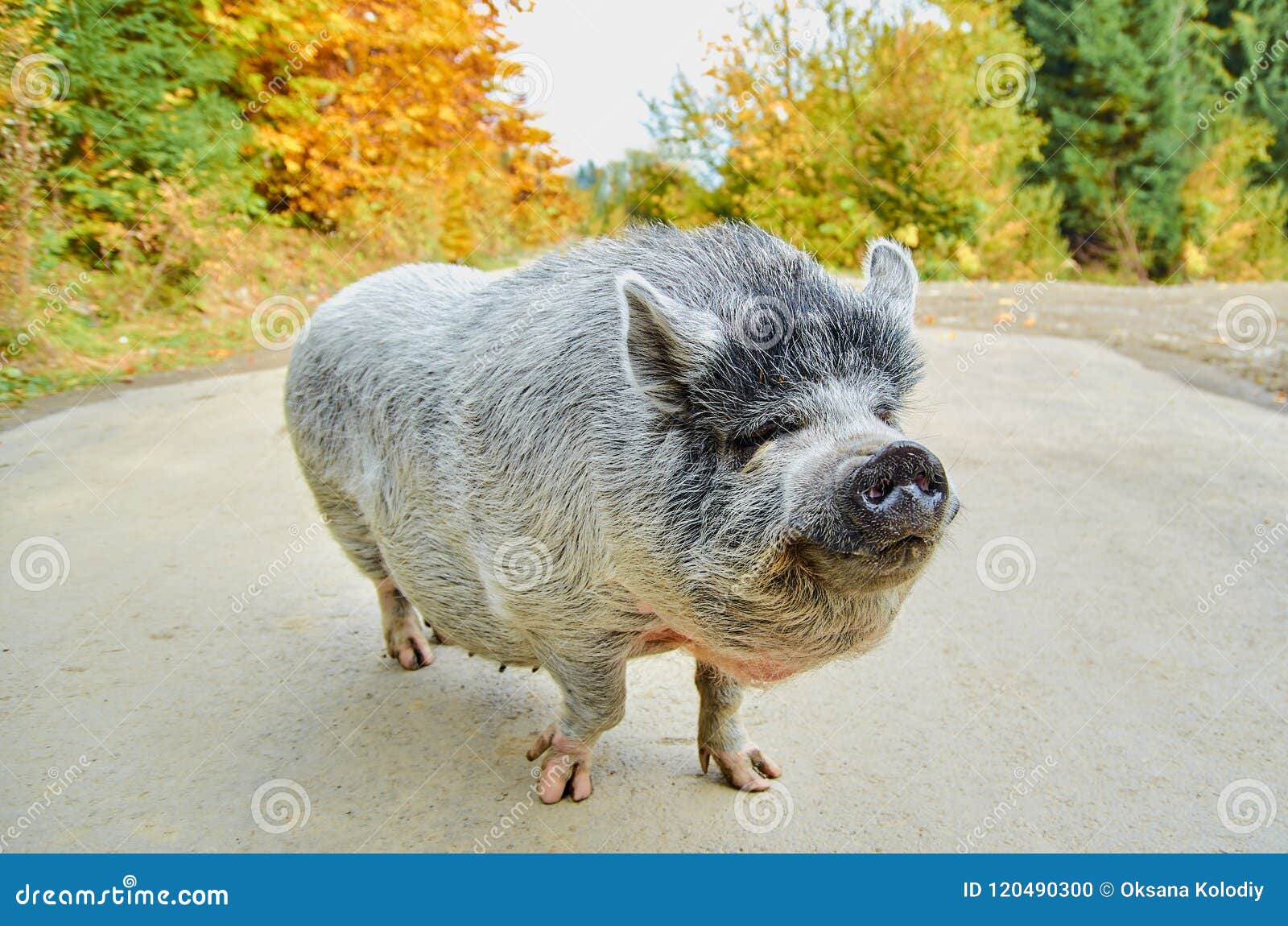 Grappig Groot Varken Op De Weg in De Herfst Dichte Omhooggaand Stock ...