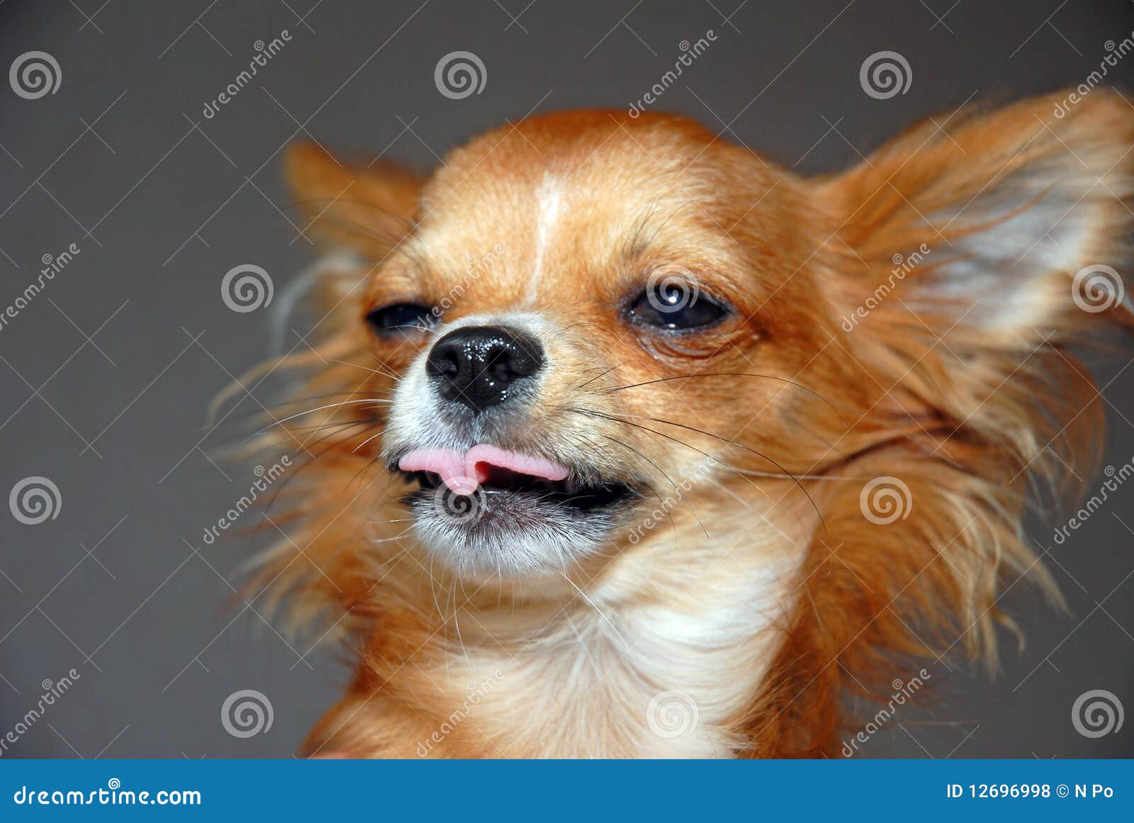 Grappig Het Knipogen Rood Portret Chihuahua Stock Foto - Image of sluit ...
