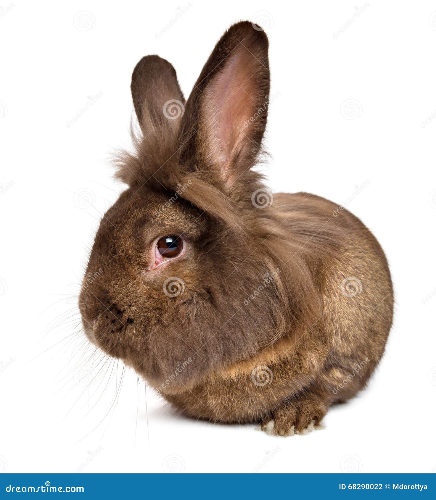 Grappig Het Liggen Chocolade Gekleurd Lionhead Konijn Stock Foto ...